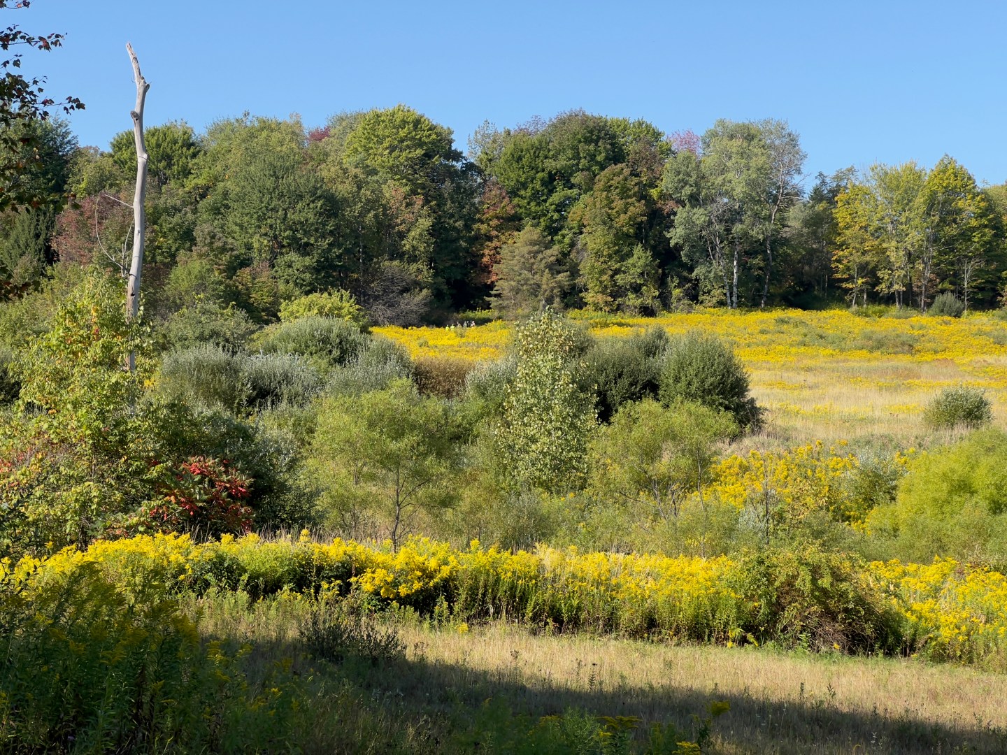 Meshtastic as a plugin to ATAK – BuffaLoRa